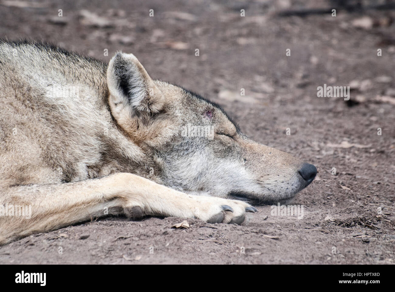 A close up of a sleeping wolf Stock Photo - Alamy