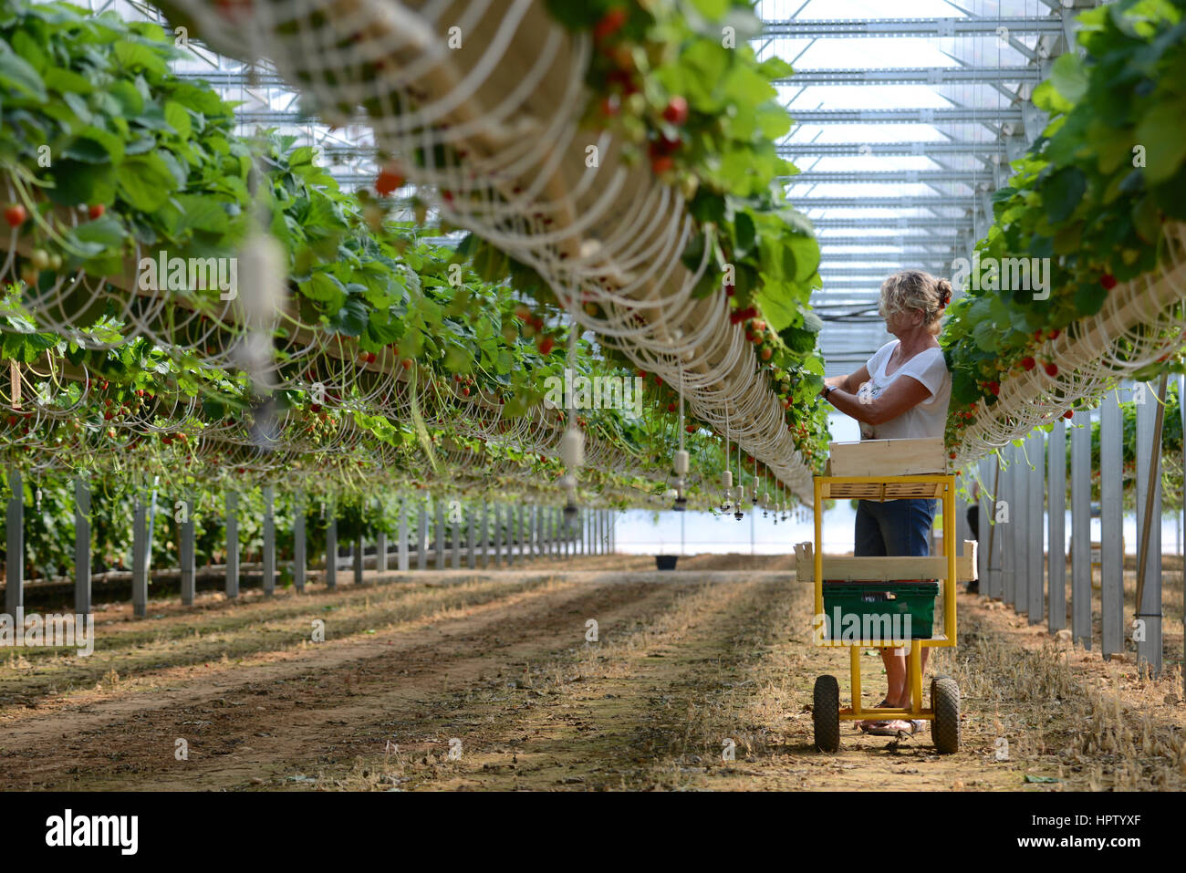 Landless strawberry production Stock Photo - Alamy