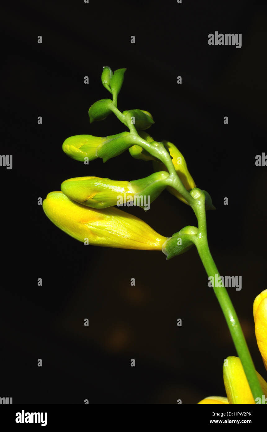 Flower freesia refracta hi-res stock photography and images - Alamy