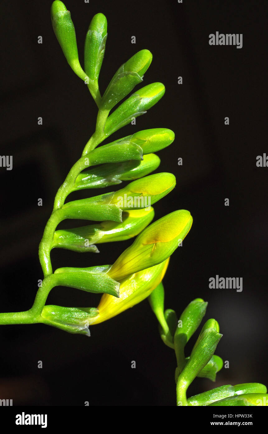 Flower freesia refracta hi-res stock photography and images - Alamy