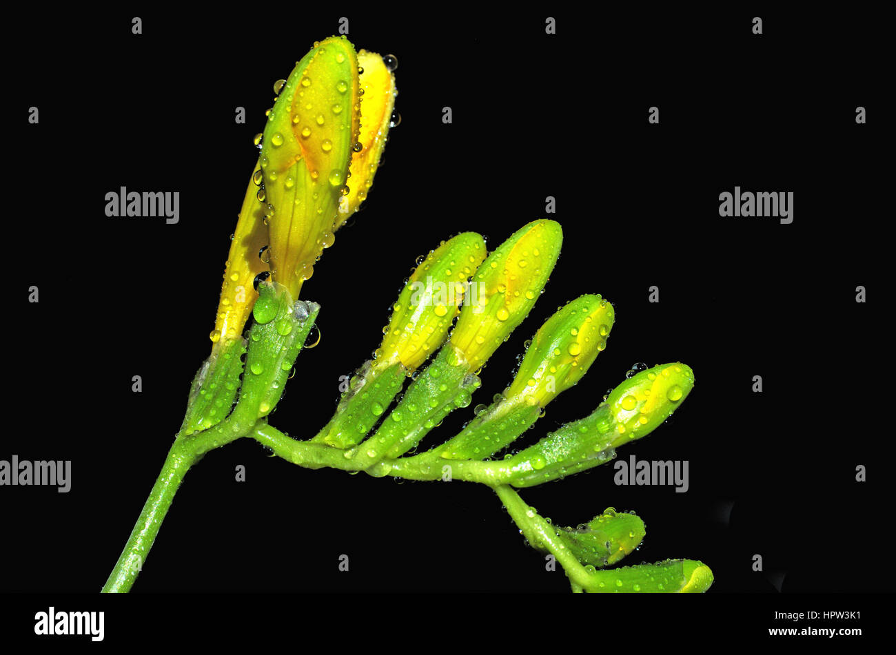 Flower freesia refracta hi-res stock photography and images - Alamy