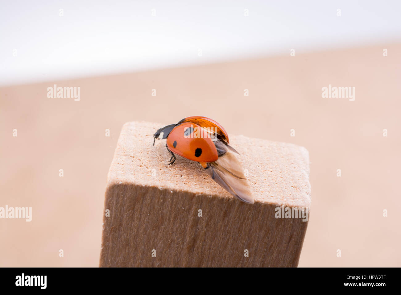 Beautiful photo of red ladybug walking on a piece of wood Stock Photo ...