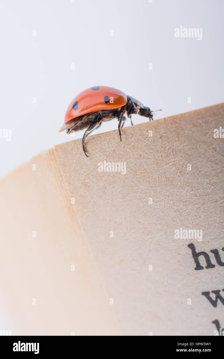 Beautiful photo of red ladybug walking on paper Stock Photo - Alamy