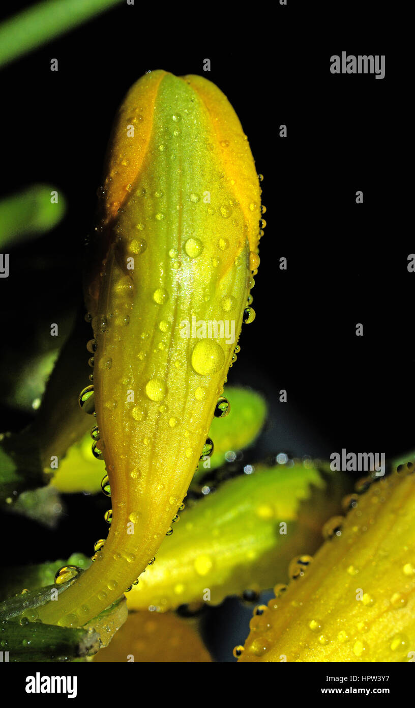 Flower freesia refracta hi-res stock photography and images - Alamy