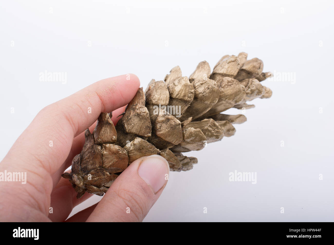 Pine cone in hand on a white background Stock Photo - Alamy