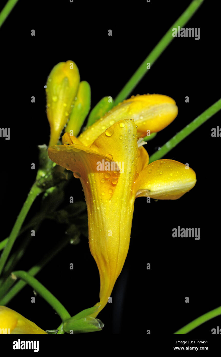 Flower freesia refracta hi-res stock photography and images - Alamy