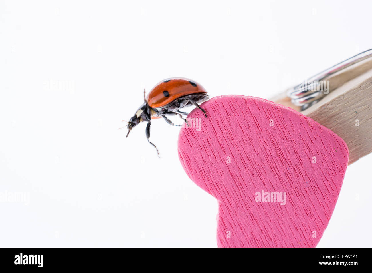 Beautiful photo of red ladybug walking on a pink heart icon Stock Photo ...