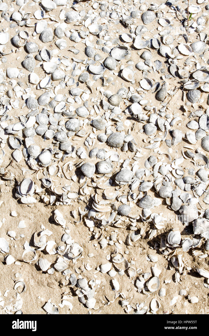 Shell midden in Garopaba do Sul district, an archeological site with ...