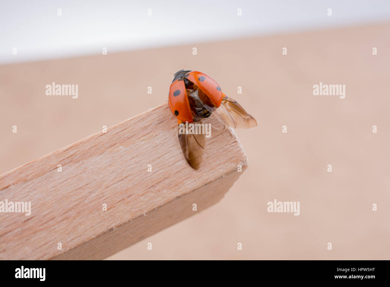 Beautiful photo of red ladybug walking on a piece of wood Stock Photo ...