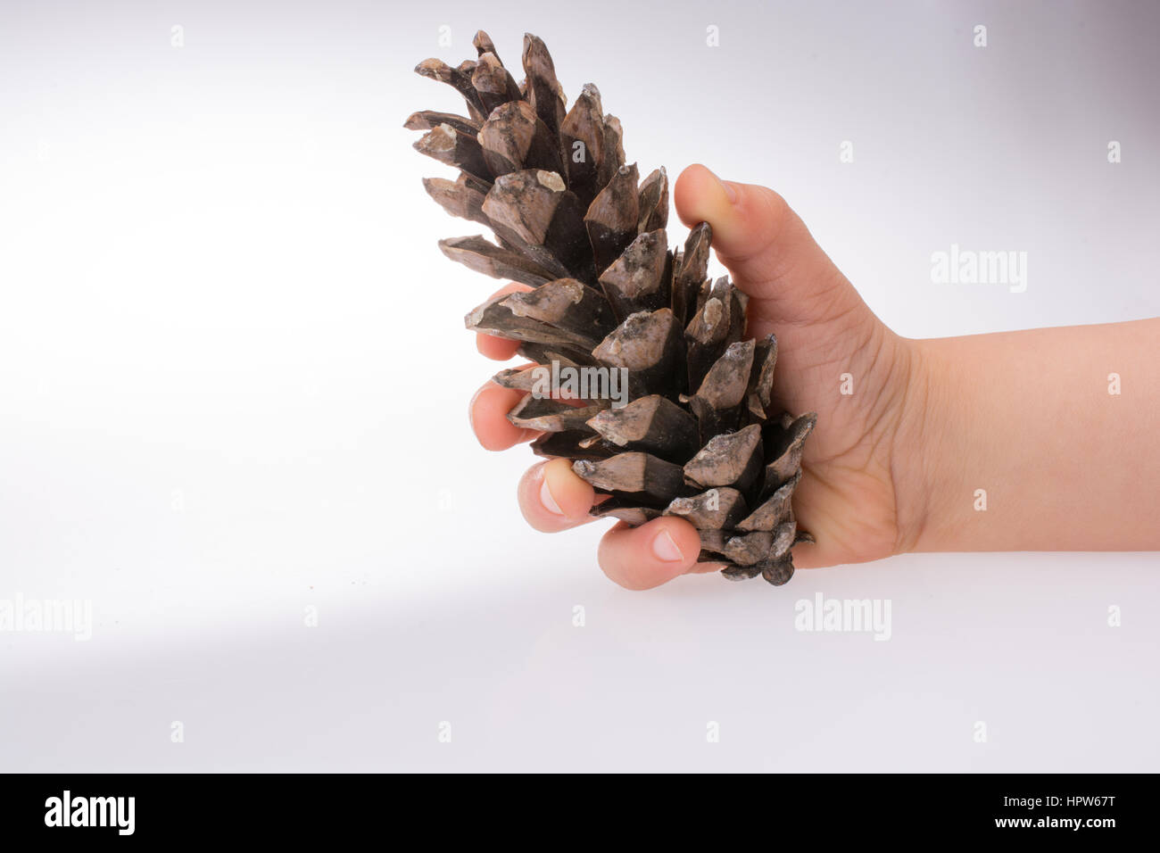 Pine cone in hand on a white background Stock Photo - Alamy