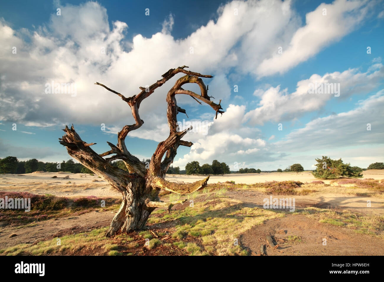 dry dead tree over blue sky in summer Stock Photo - Alamy