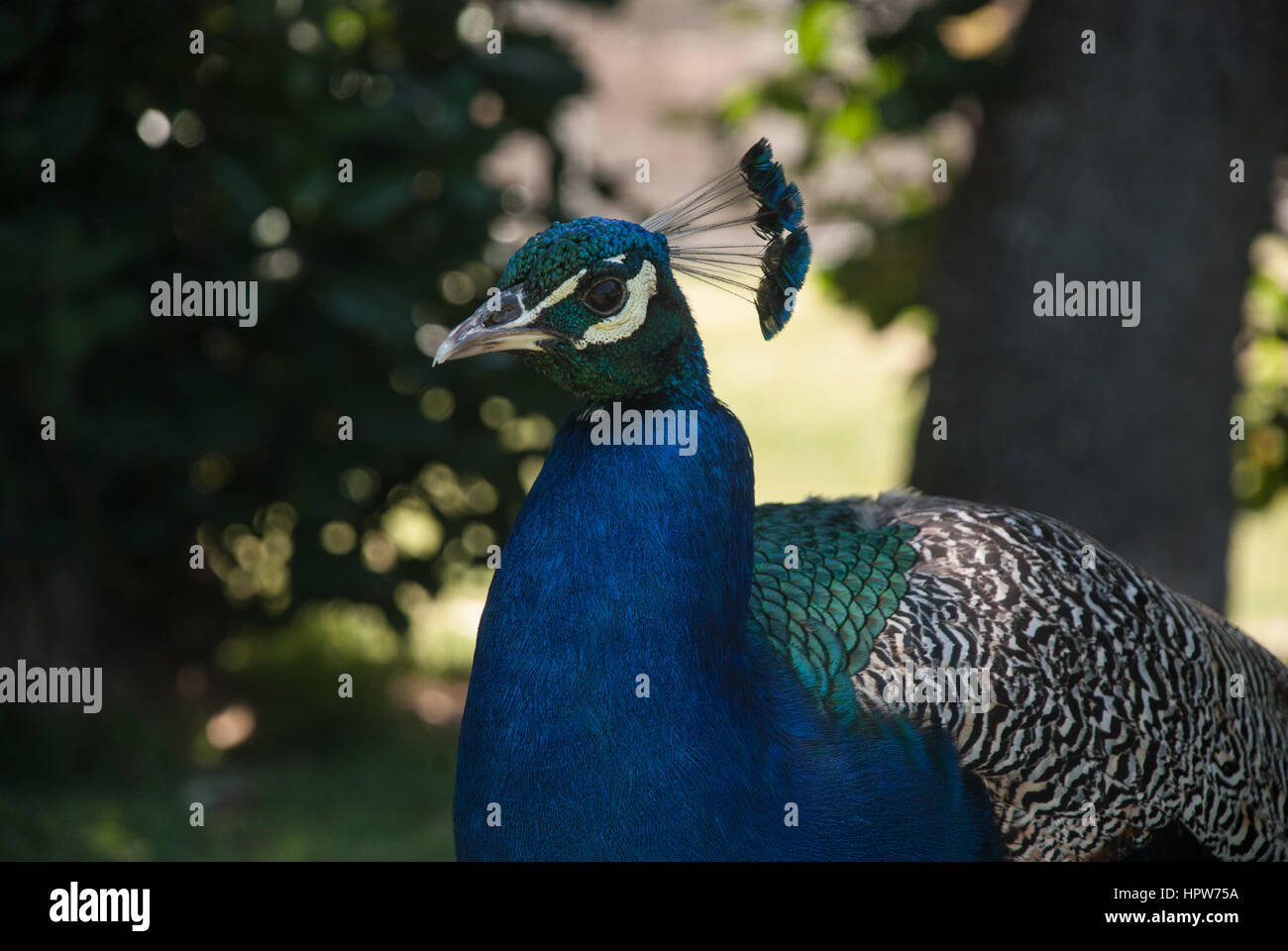 A peacock walks around a garden, South Africa Stock Photo - Alamy