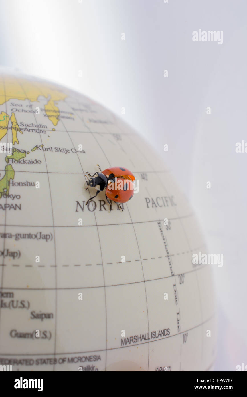 Ladybug walking on a little colorful model globe Stock Photo - Alamy