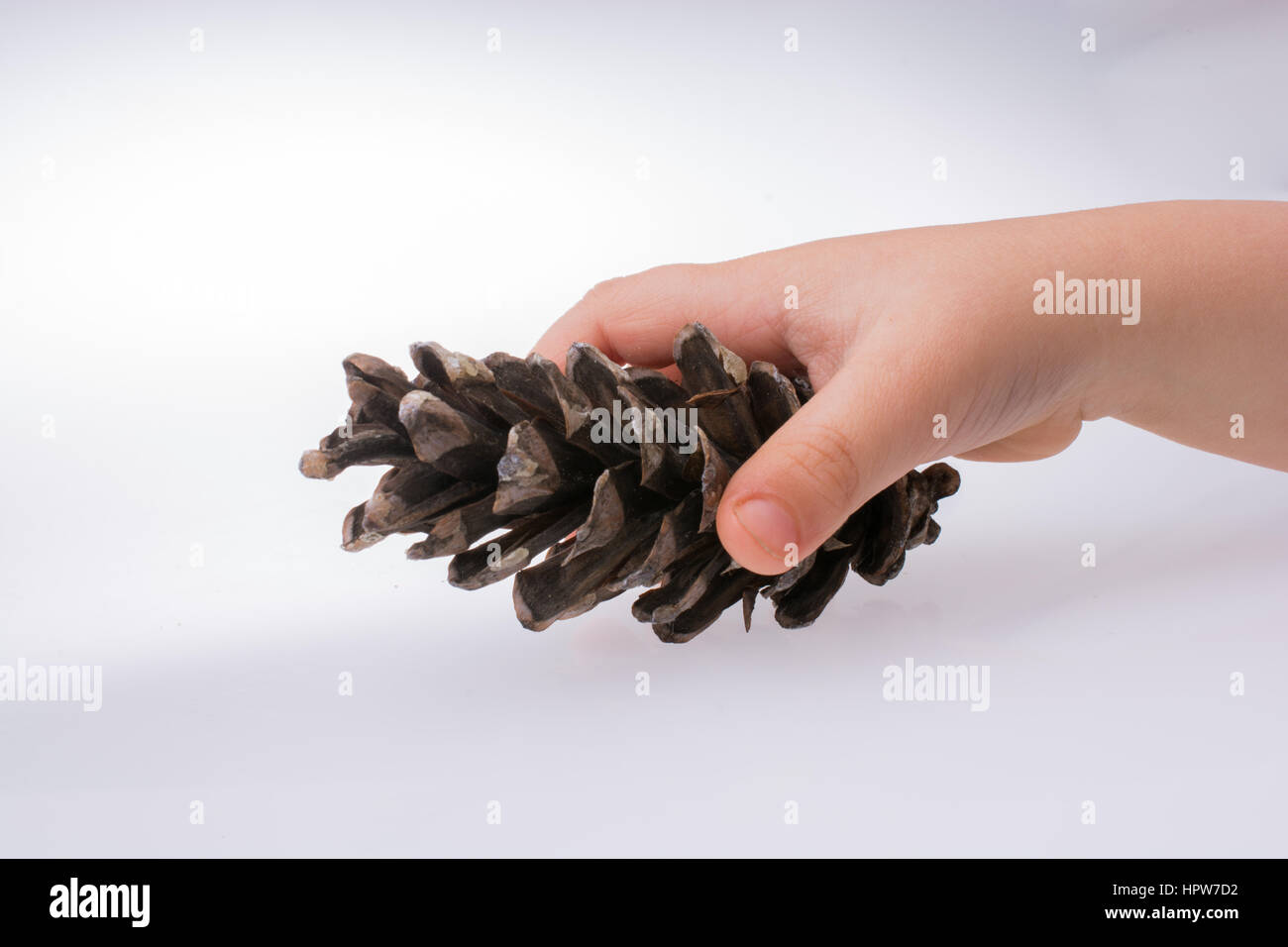 Pine cone in hand on a white background Stock Photo - Alamy