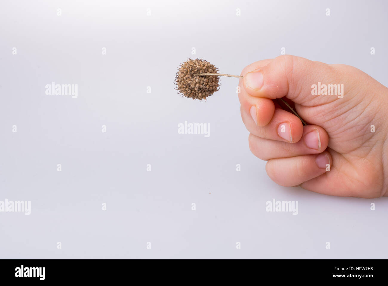 Brown pod or capsule on a white background Stock Photo - Alamy