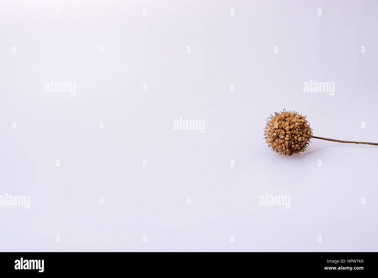 Brown pod or capsule on a white background Stock Photo - Alamy