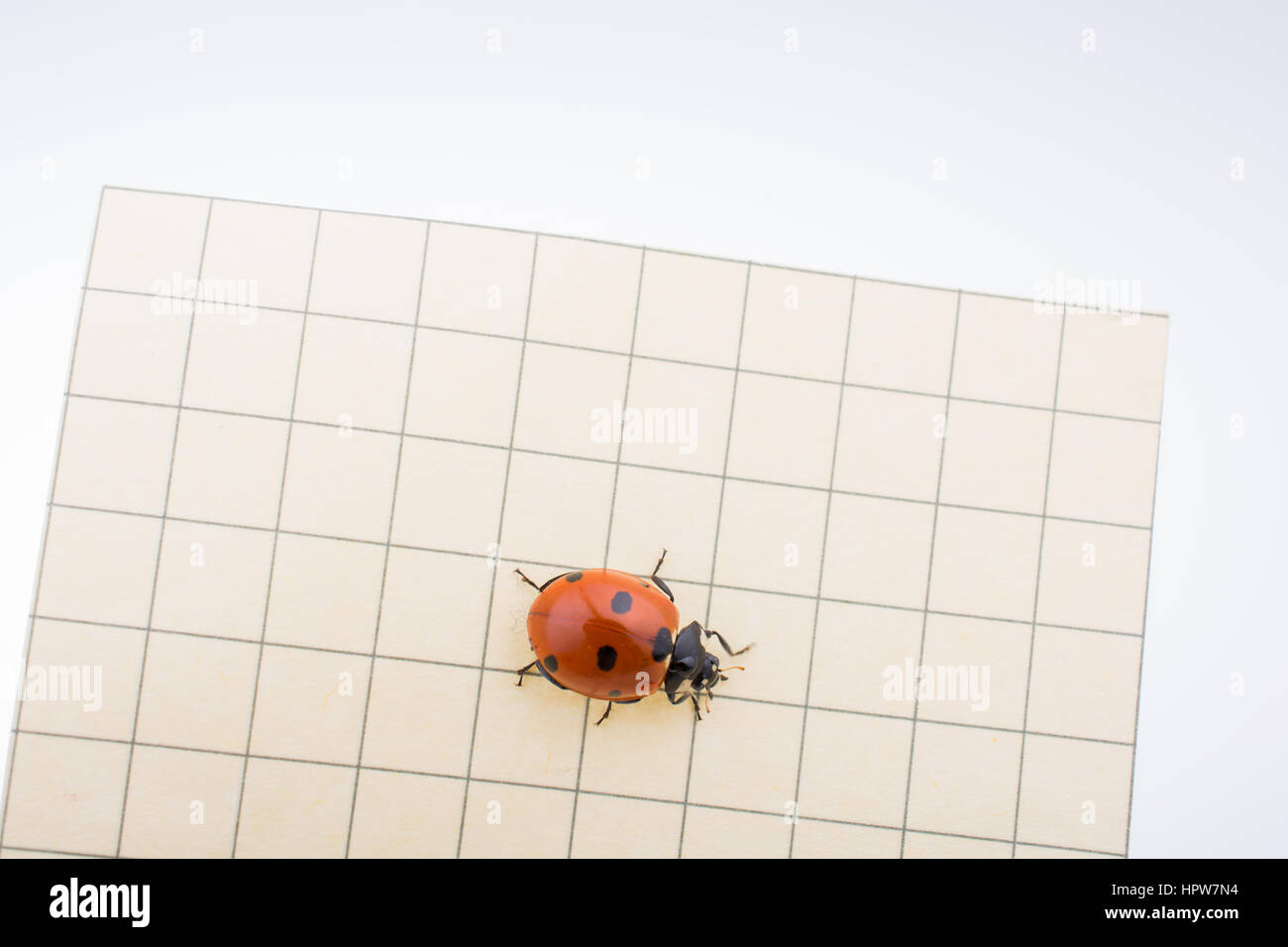Beautiful photo of red ladybug walking on paper Stock Photo - Alamy