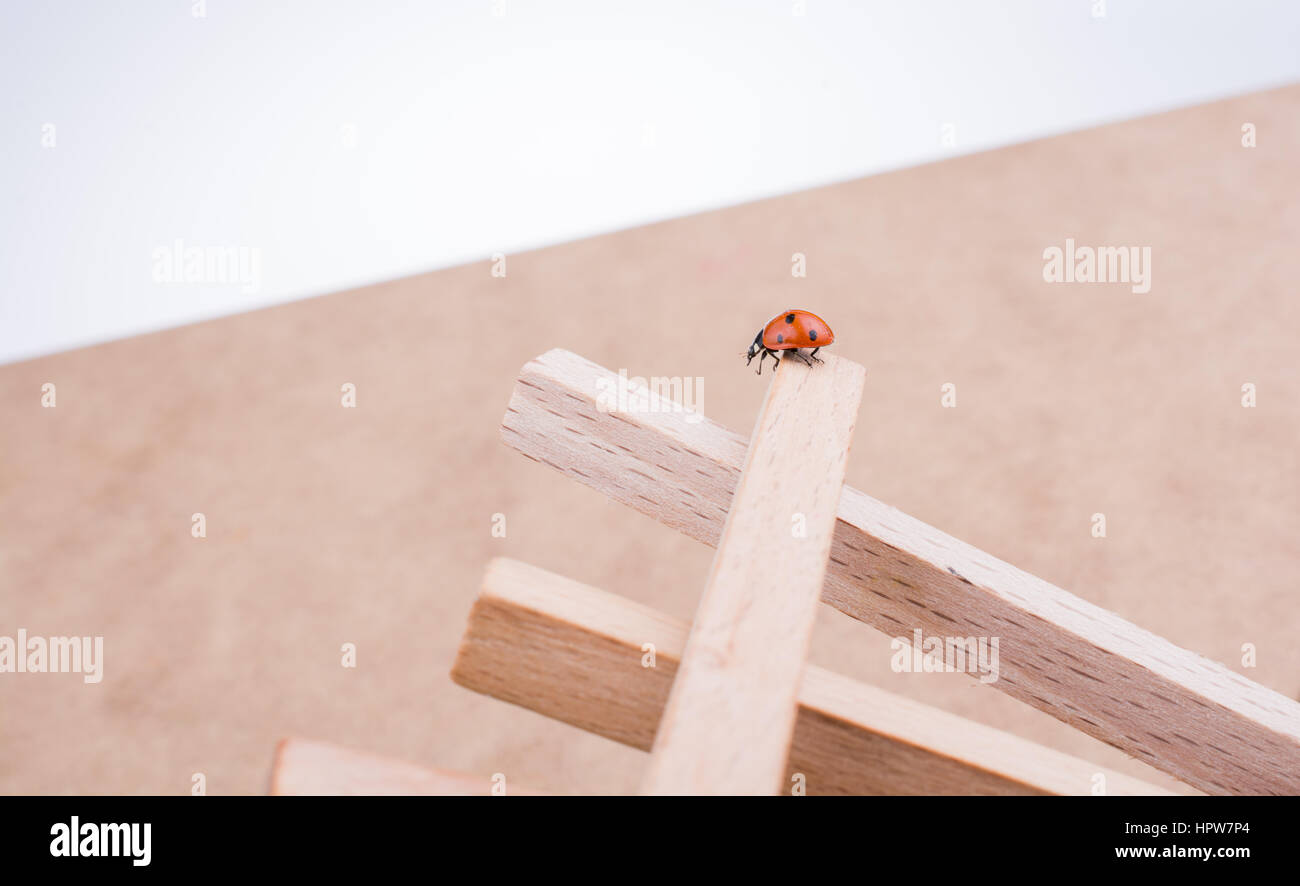 Beautiful photo of red ladybug walking around objects Stock Photo - Alamy