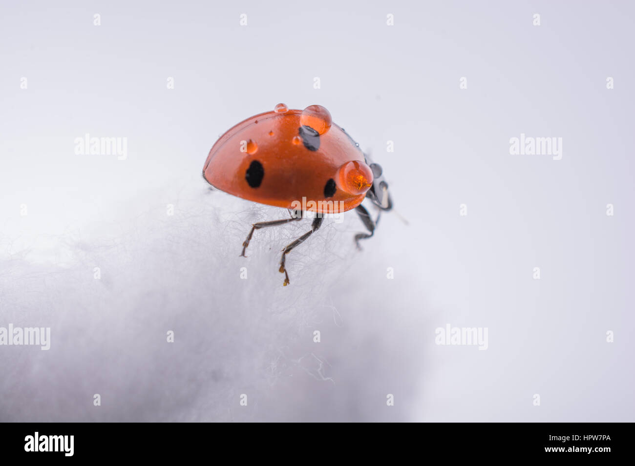 Beautiful photo of red ladybug walking on a cotton Stock Photo - Alamy