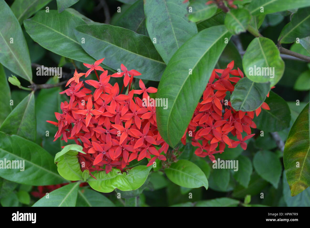 Flowers with nice red blossoms, green leaves, Jamaica island Stock ...