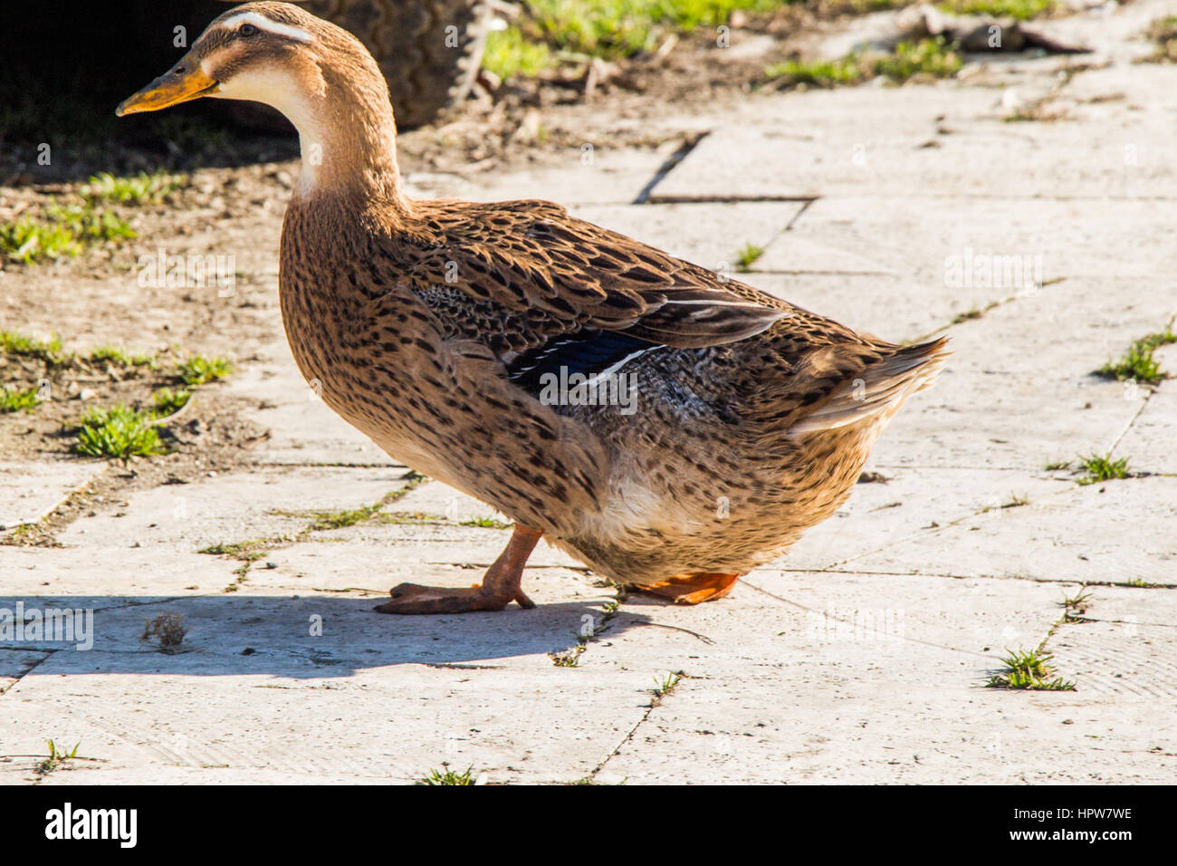 Domestic duck walking in their field Stock Photo - Alamy