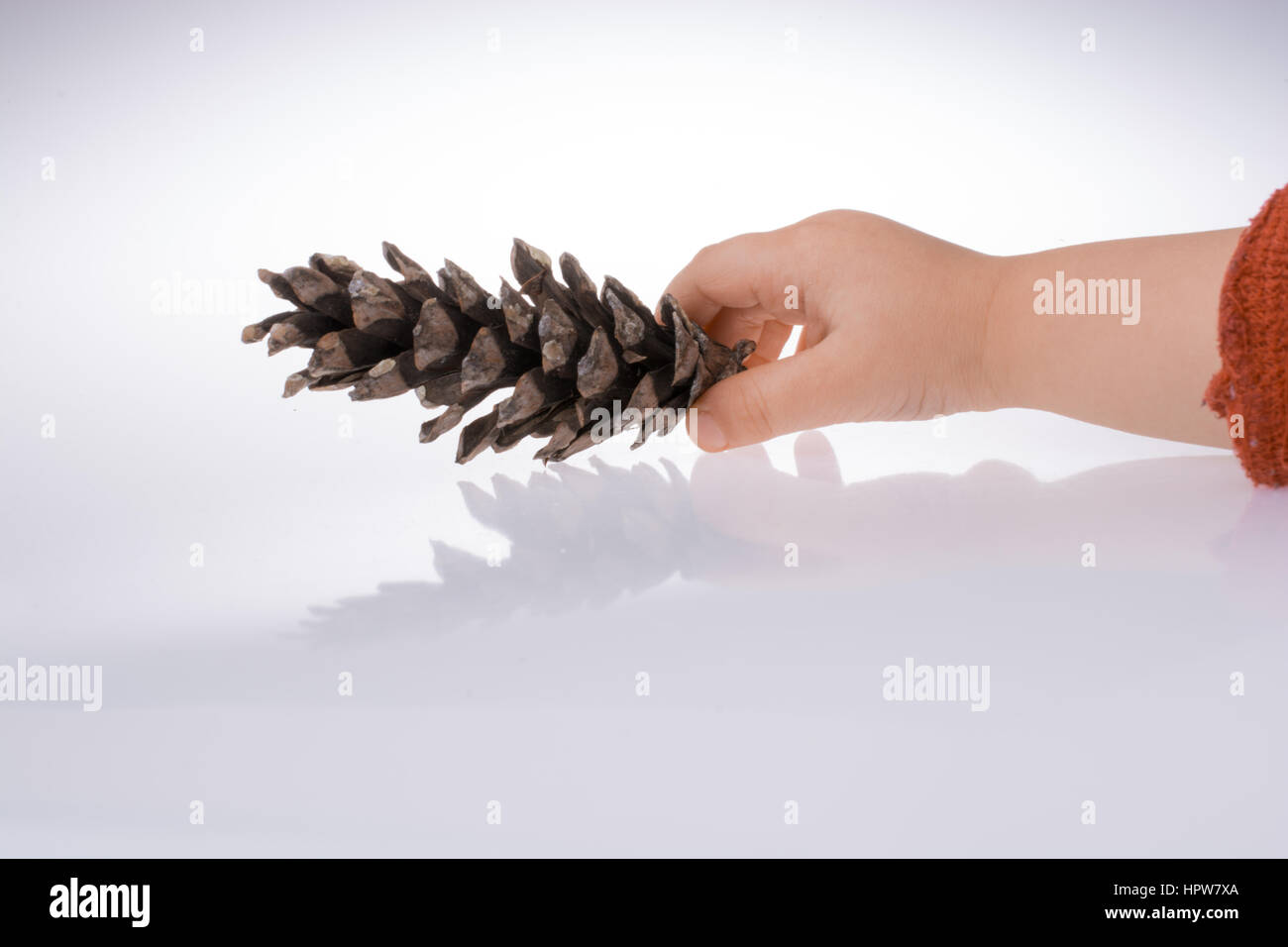 Pine cone in hand on a white background Stock Photo - Alamy