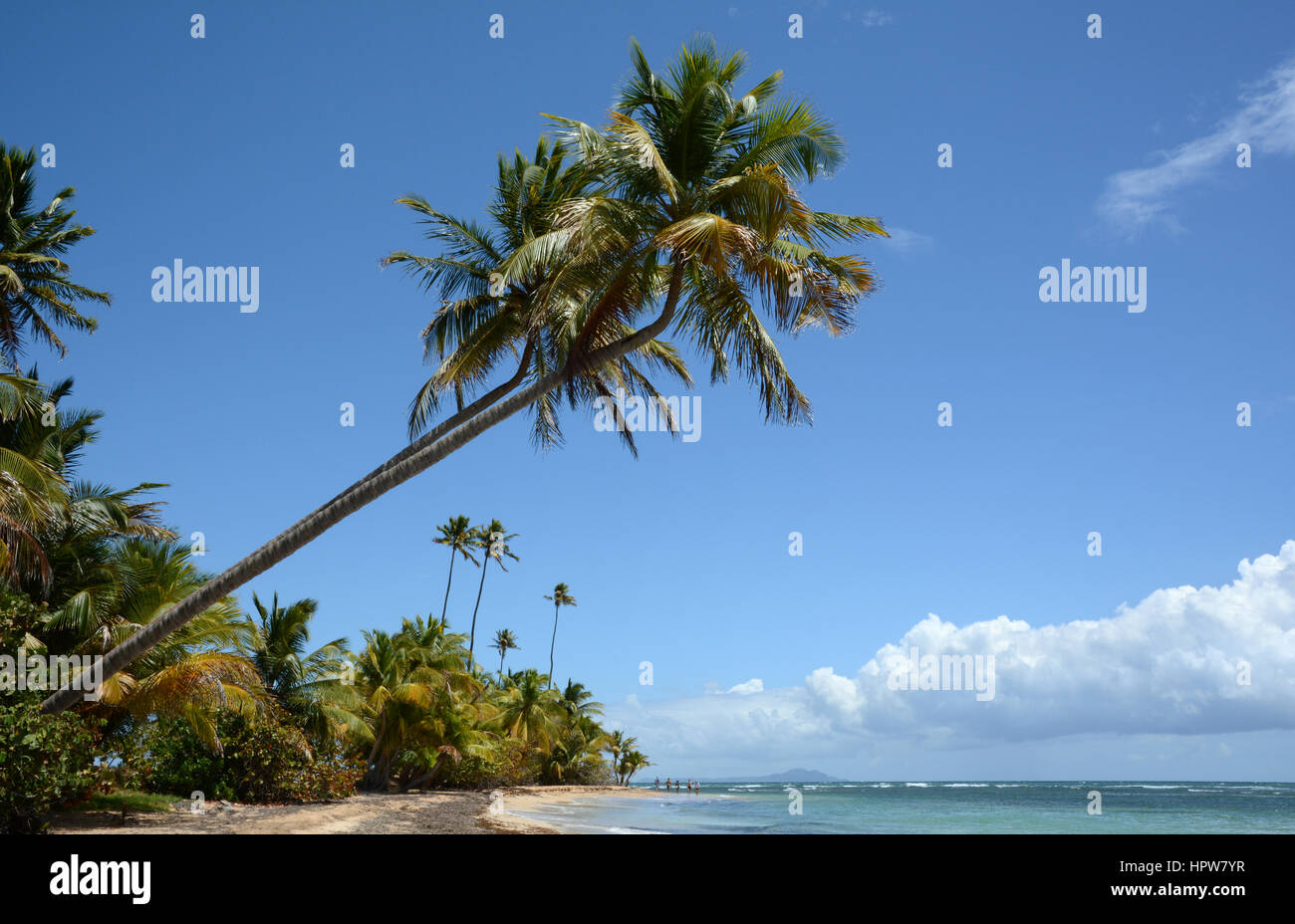Gorgeous palm trees hi-res stock photography and images - Alamy