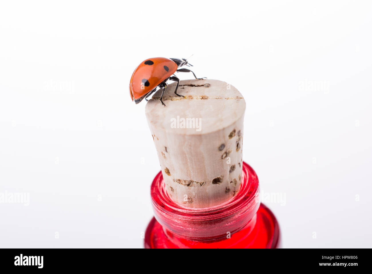 Beautiful photo of red ladybug walking on a Stock Photo - Alamy