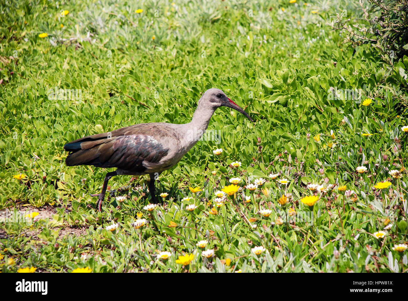 A hadeda ibis in a flower bed, South Africa Stock Photo - Alamy