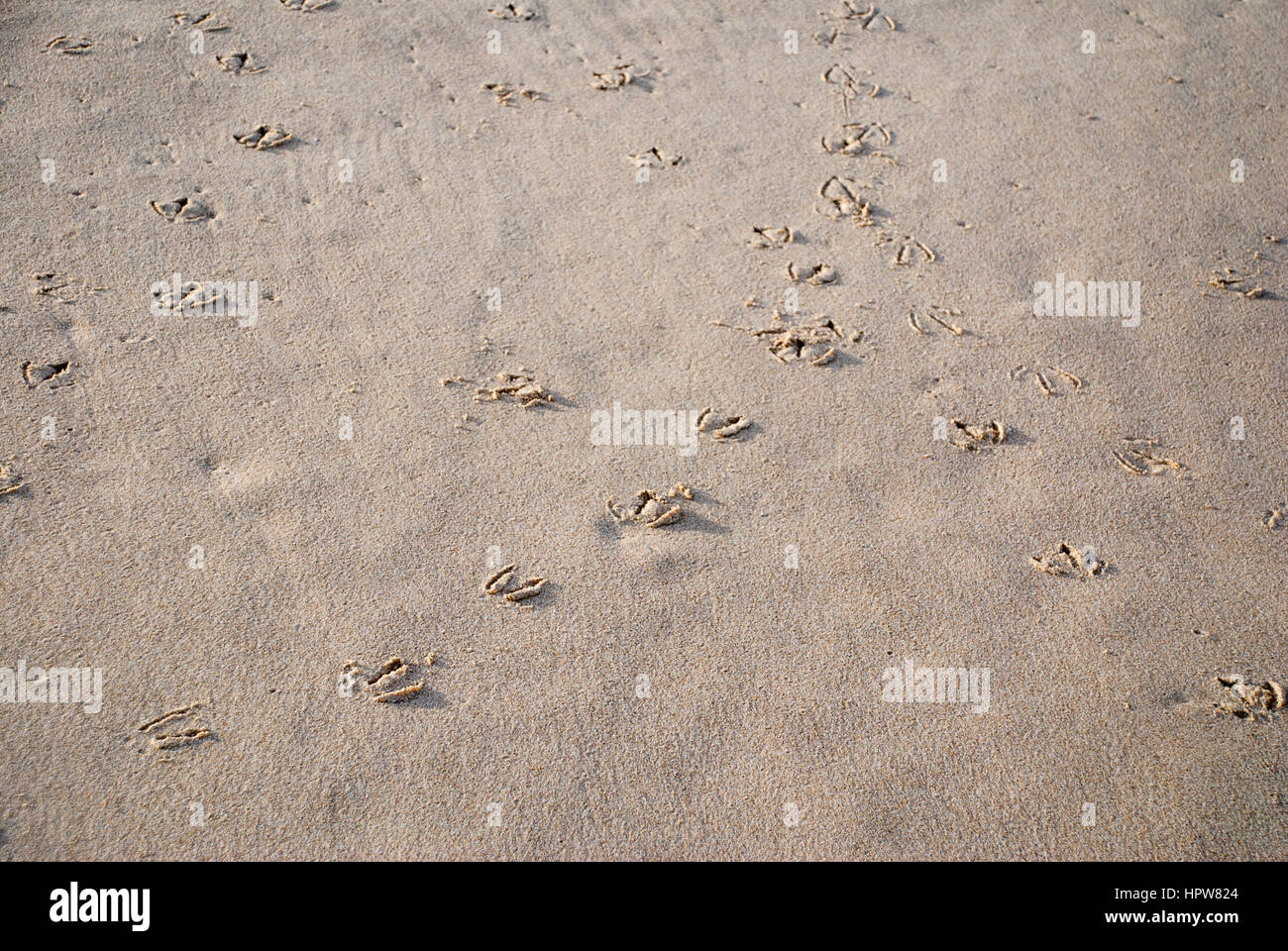 Animal bird footprints hi-res stock photography and images - Alamy