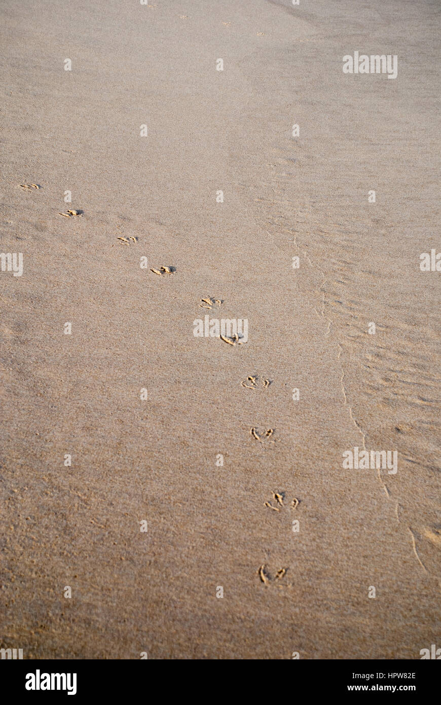 Small animal footprints hi-res stock photography and images - Alamy