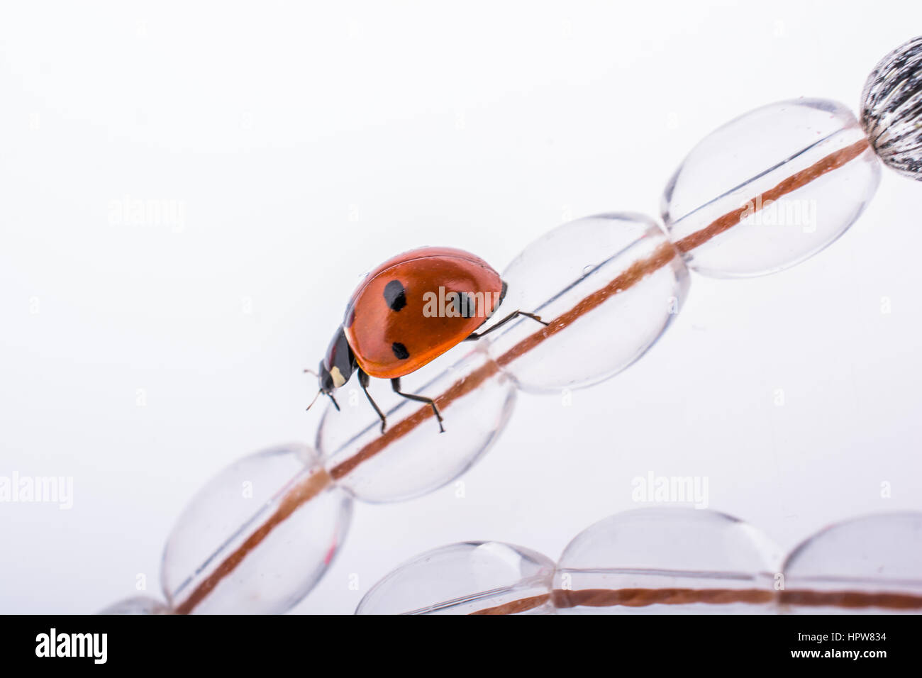 Beautiful photo of red ladybug walking on beads Stock Photo - Alamy