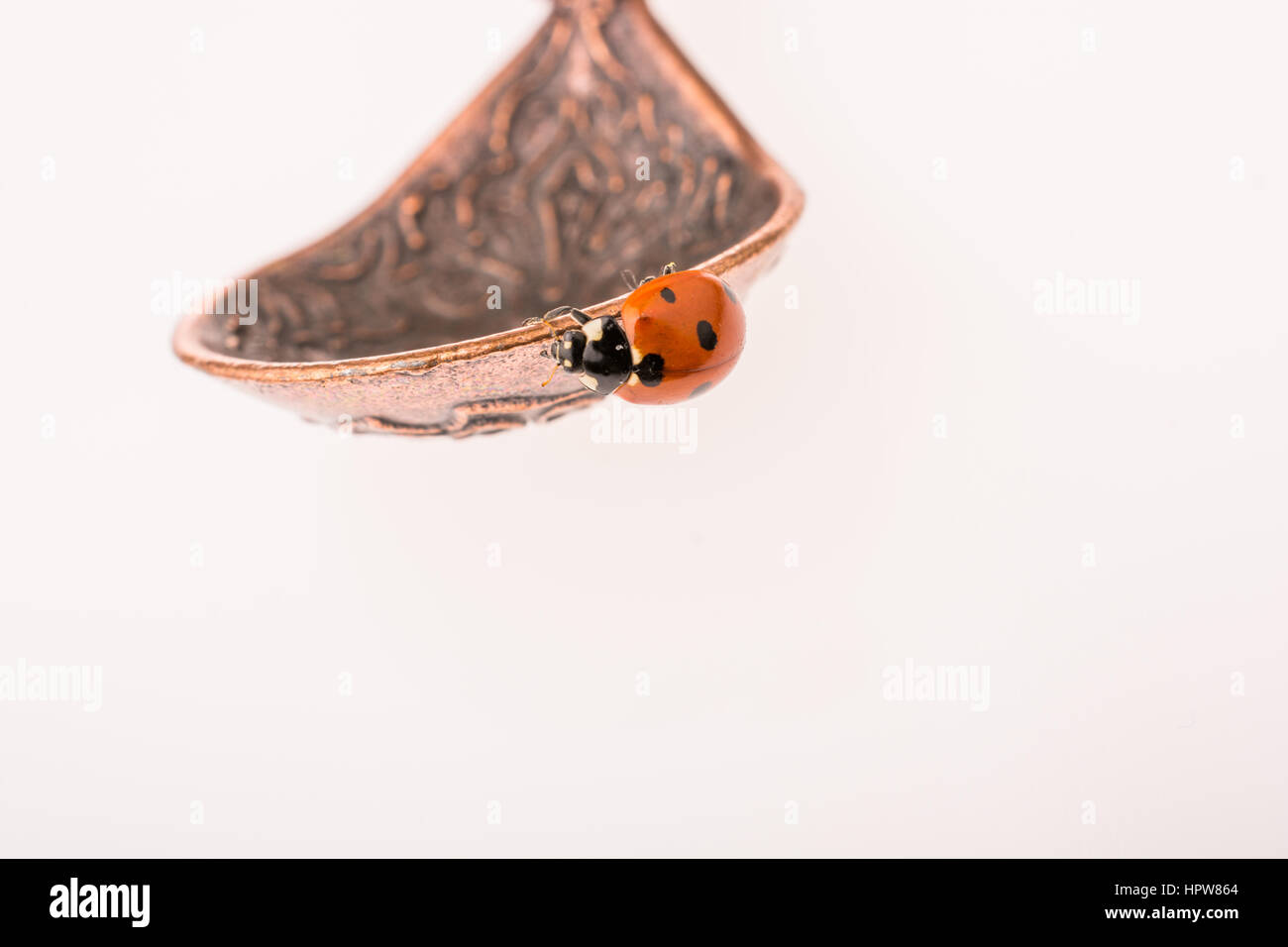 Beautiful photo of red ladybug walking around objects Stock Photo - Alamy