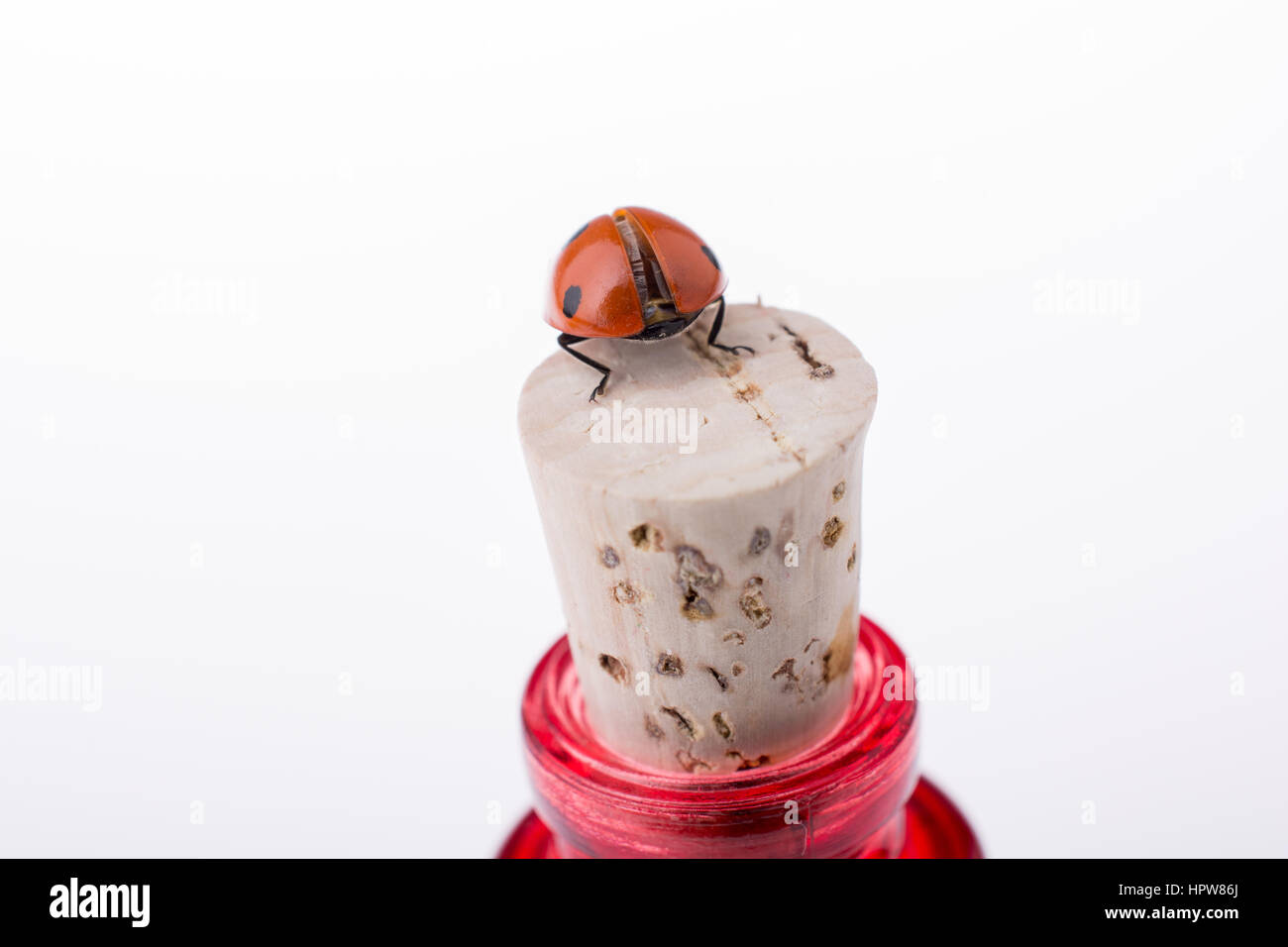 Beautiful photo of red ladybug walking on a bottle Stock Photo - Alamy