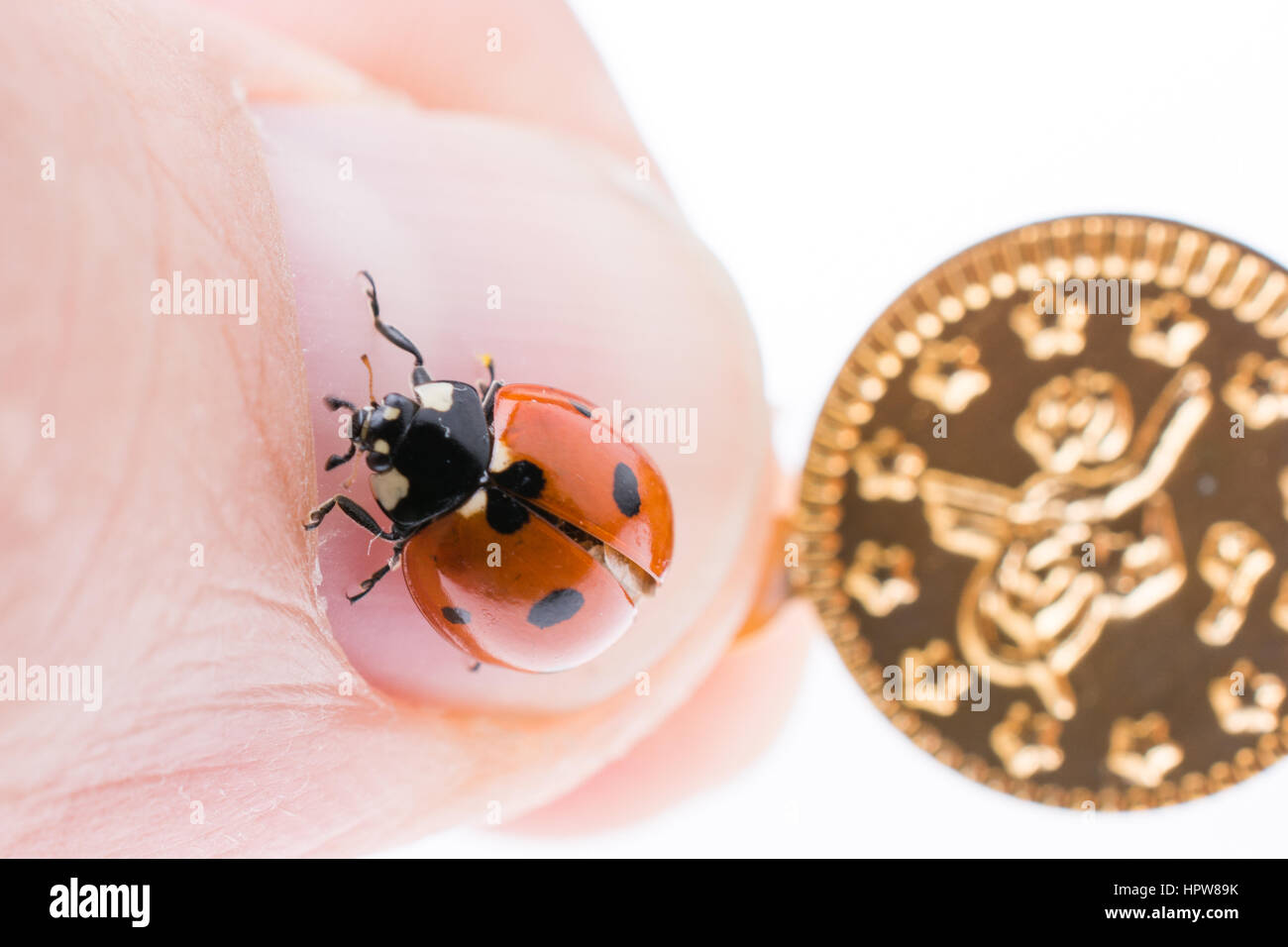 Beautiful photo of red ladybug walking on a fake coins Stock Photo - Alamy