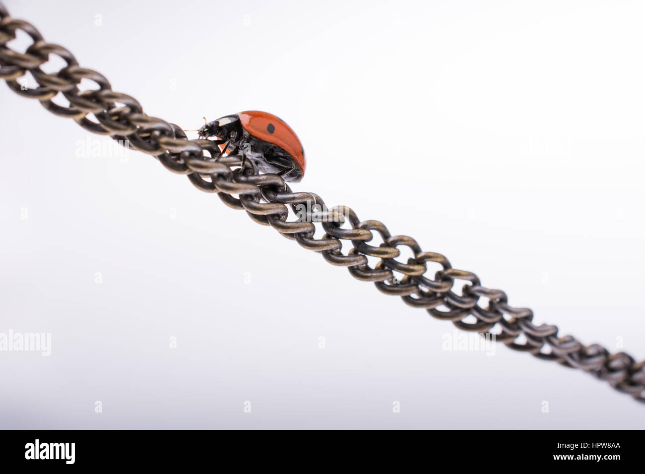 Beautiful photo of red ladybug walking on a chain Stock Photo - Alamy