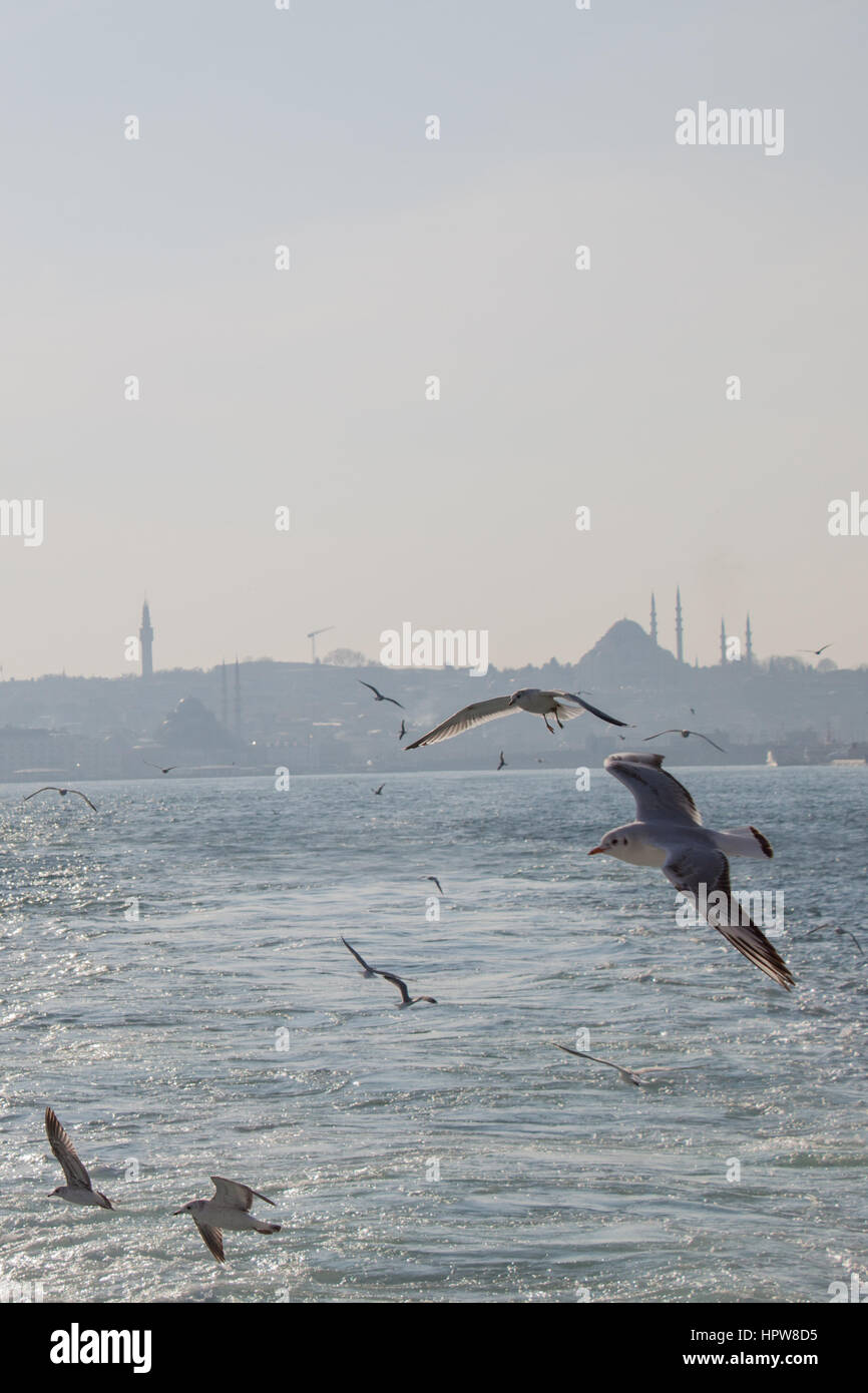 Seagulls flying in sky in Istanbul of Turkey Stock Photo - Alamy