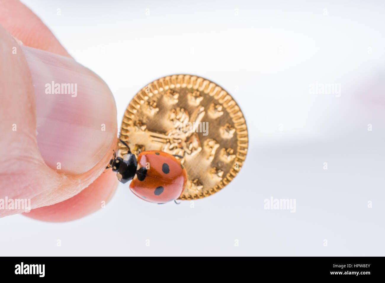 Beautiful photo of red ladybug walking on a fake coins Stock Photo - Alamy