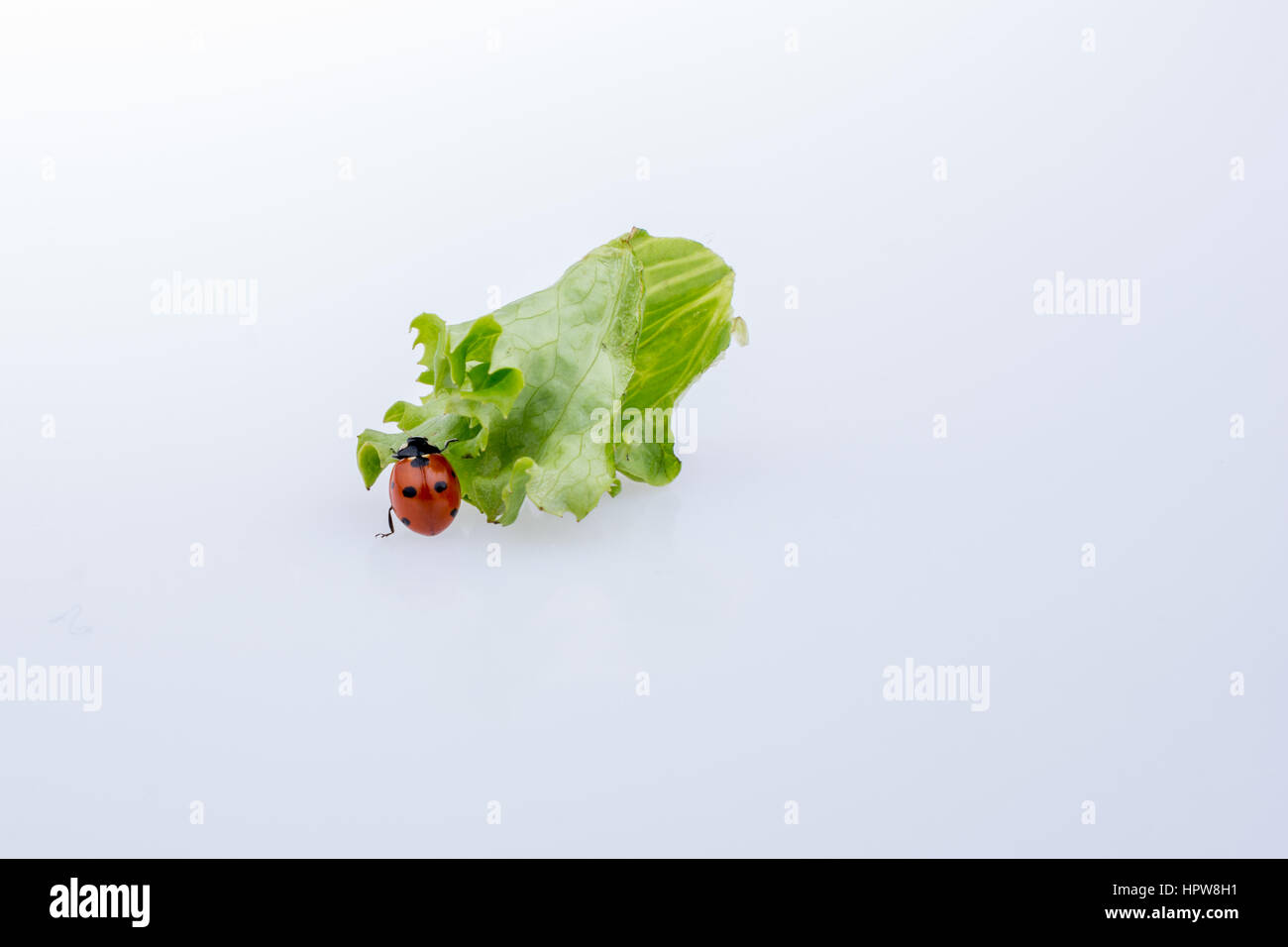 Beautiful photo of red ladybug walking on lettuce Stock Photo - Alamy