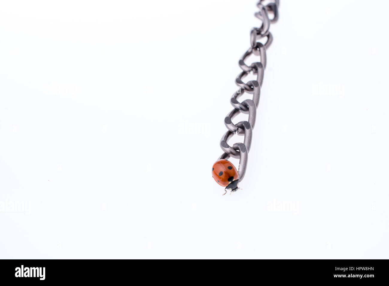 Beautiful photo of red ladybug walking on a chain Stock Photo - Alamy