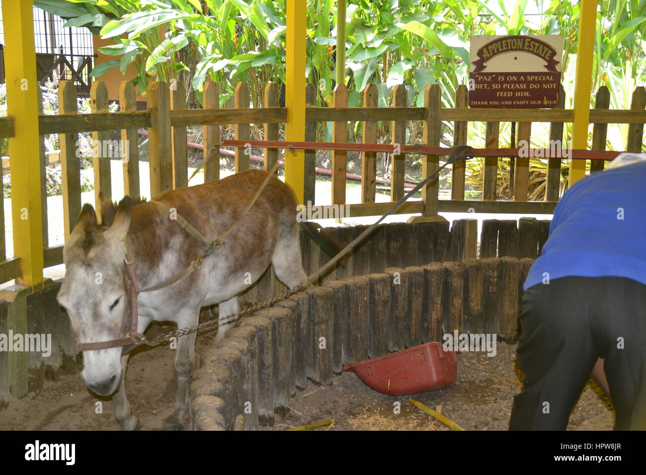 Donkey grinds cane at rum factory in Jamaica Appleton Jamaica Rum ...