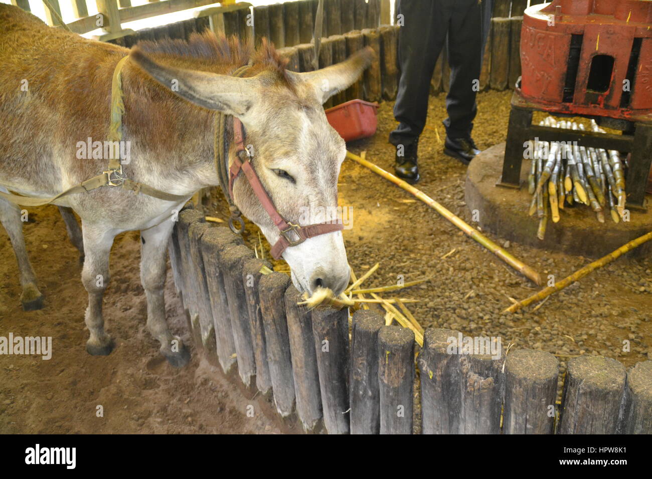 Donkey grinds cane at rum factory in Jamaica Appleton Jamaica Rum ...