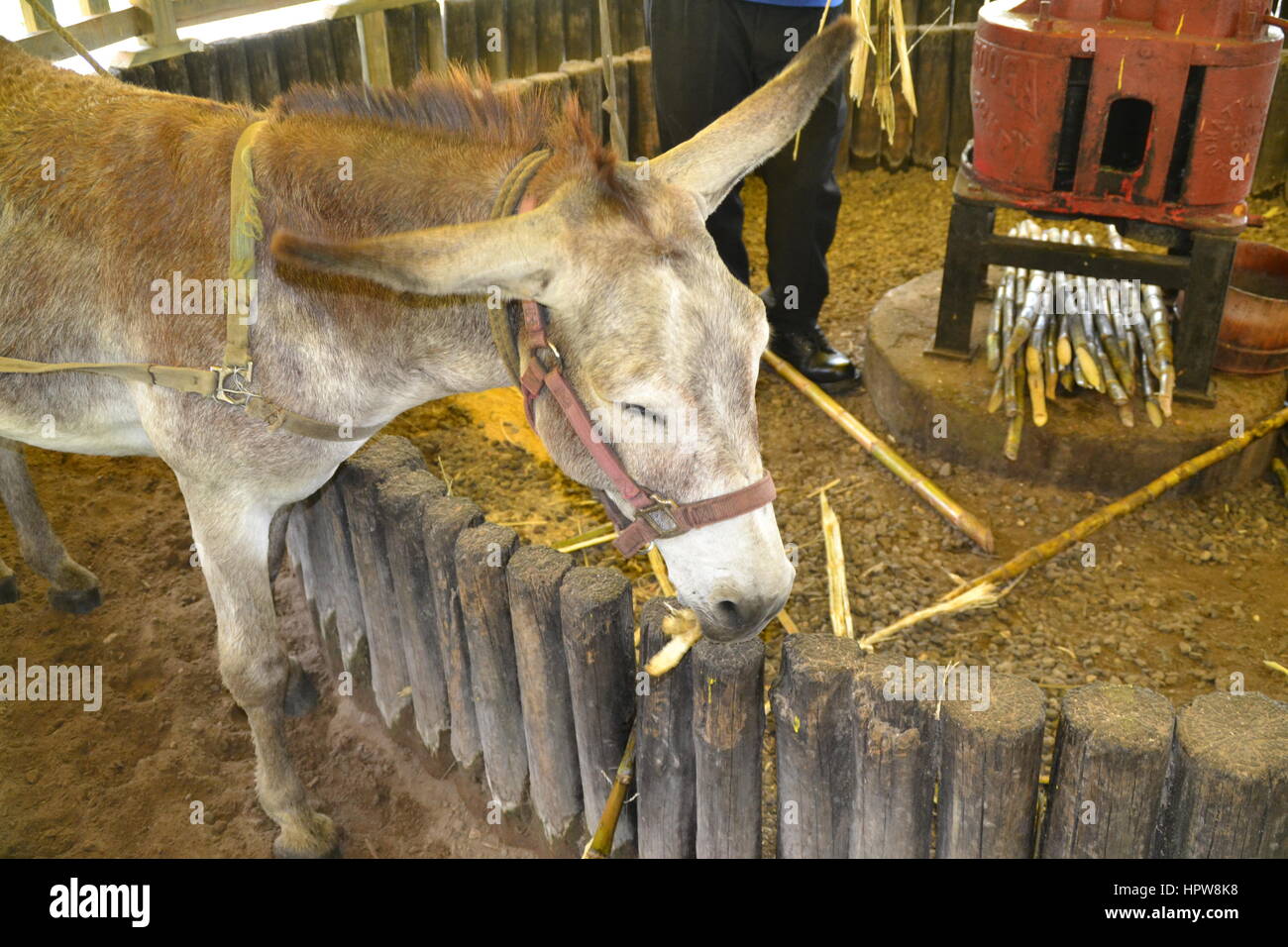 Donkey grinds cane at rum factory in Jamaica Appleton Jamaica Rum ...