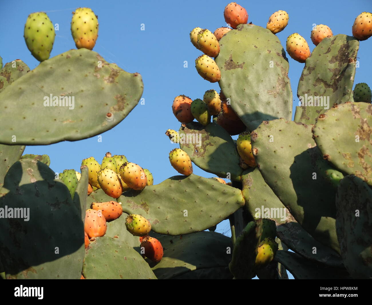 Indian wild pear hi-res stock photography and images - Alamy