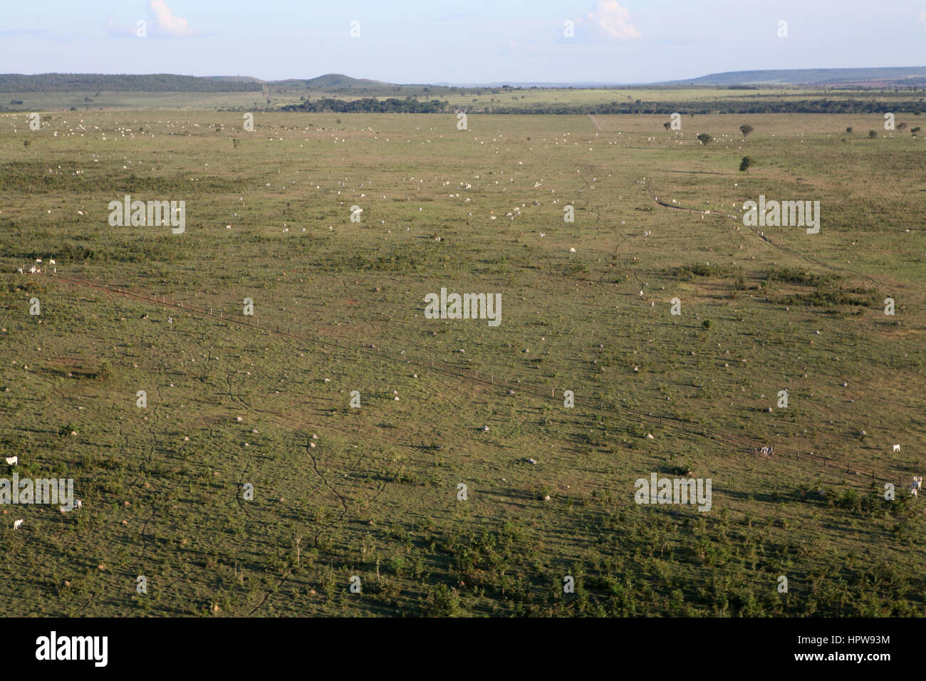 Beef farming rainforest hi-res stock photography and images - Alamy