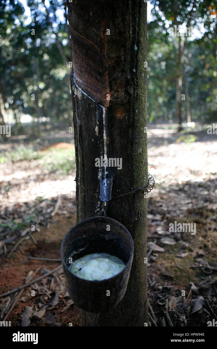 Rubber production in Brazil Stock Photo - Alamy