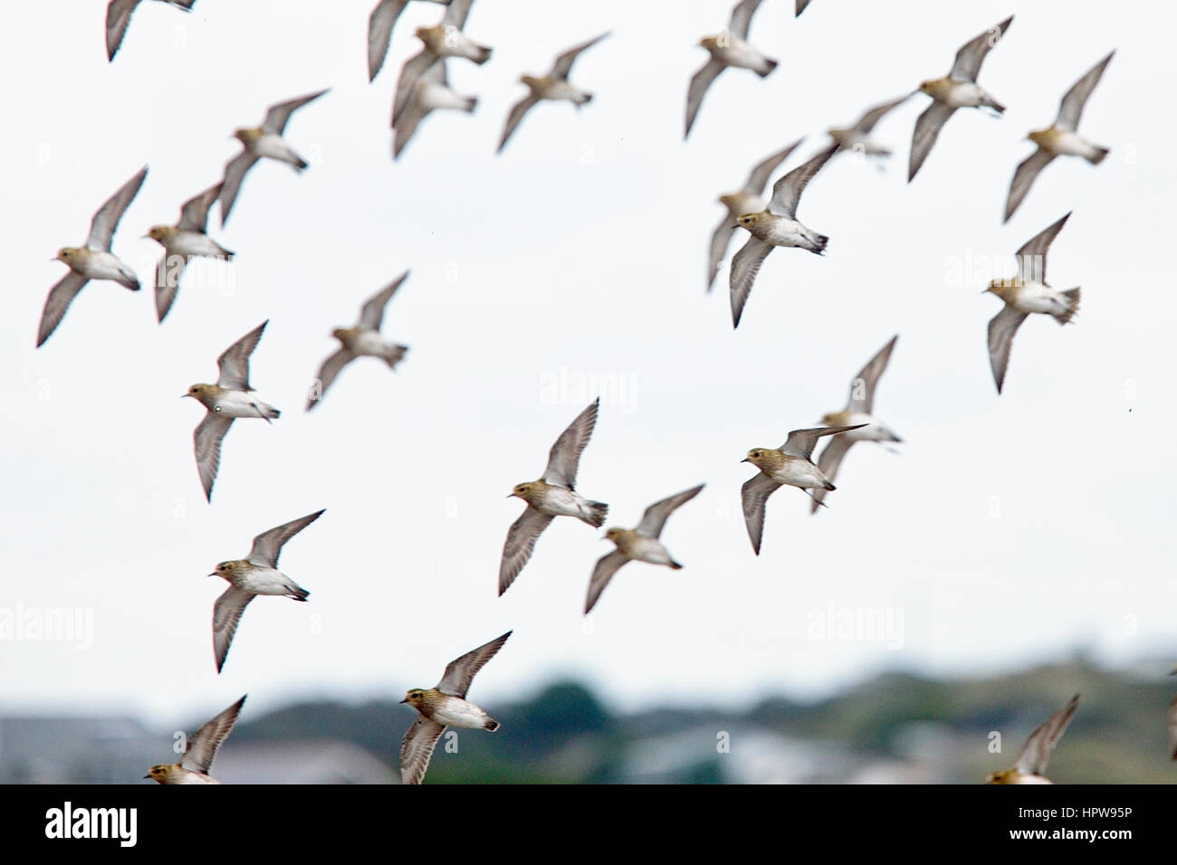 Golden Plover flock in flight, Hayle Estuary RSPB Reserve, Cornwall ...