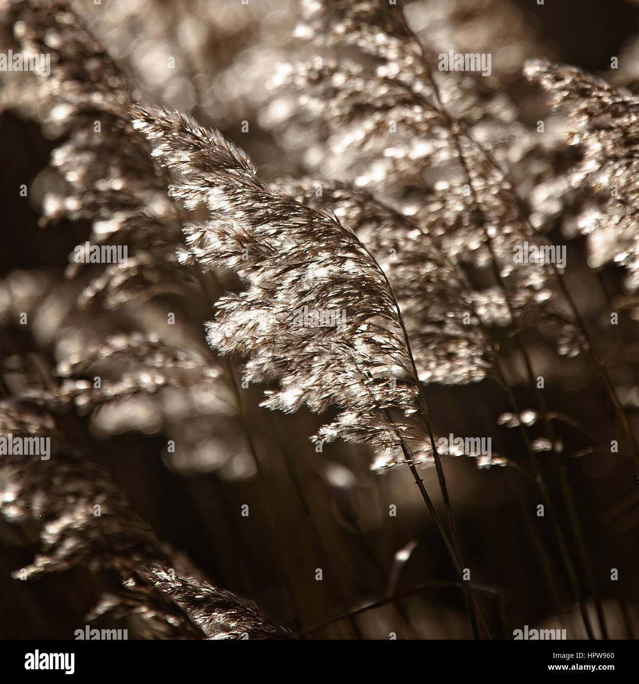 Backlit Phragmites reed seed heads Stock Photo - Alamy