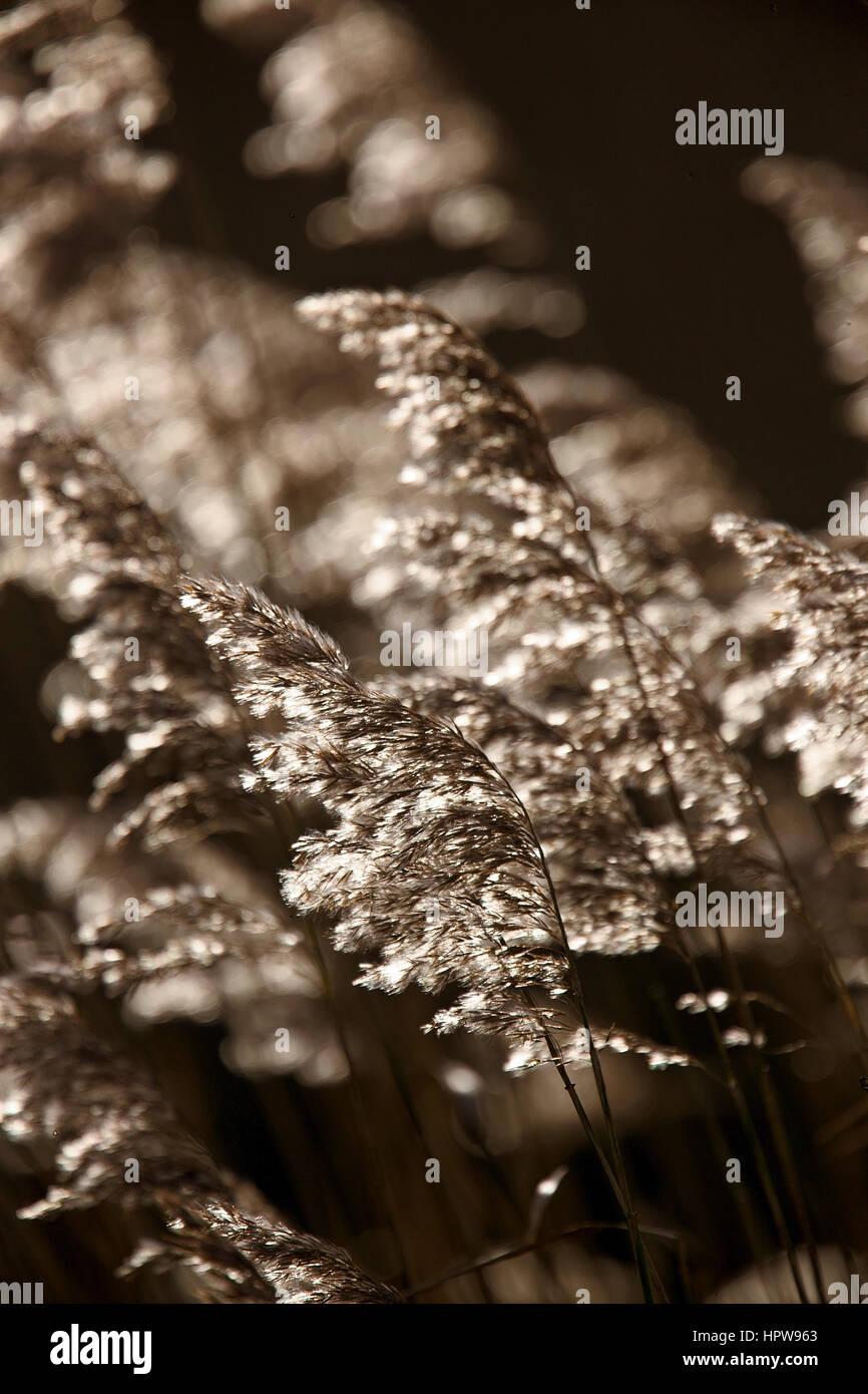 Backlit Phragmites reed seed heads Stock Photo - Alamy