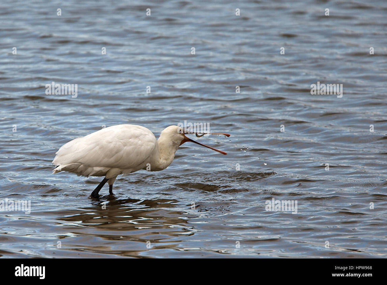 Juvenile Eurasian Spoonbill feeding, Ryan's Field, Hayle Estuary RSPB ...